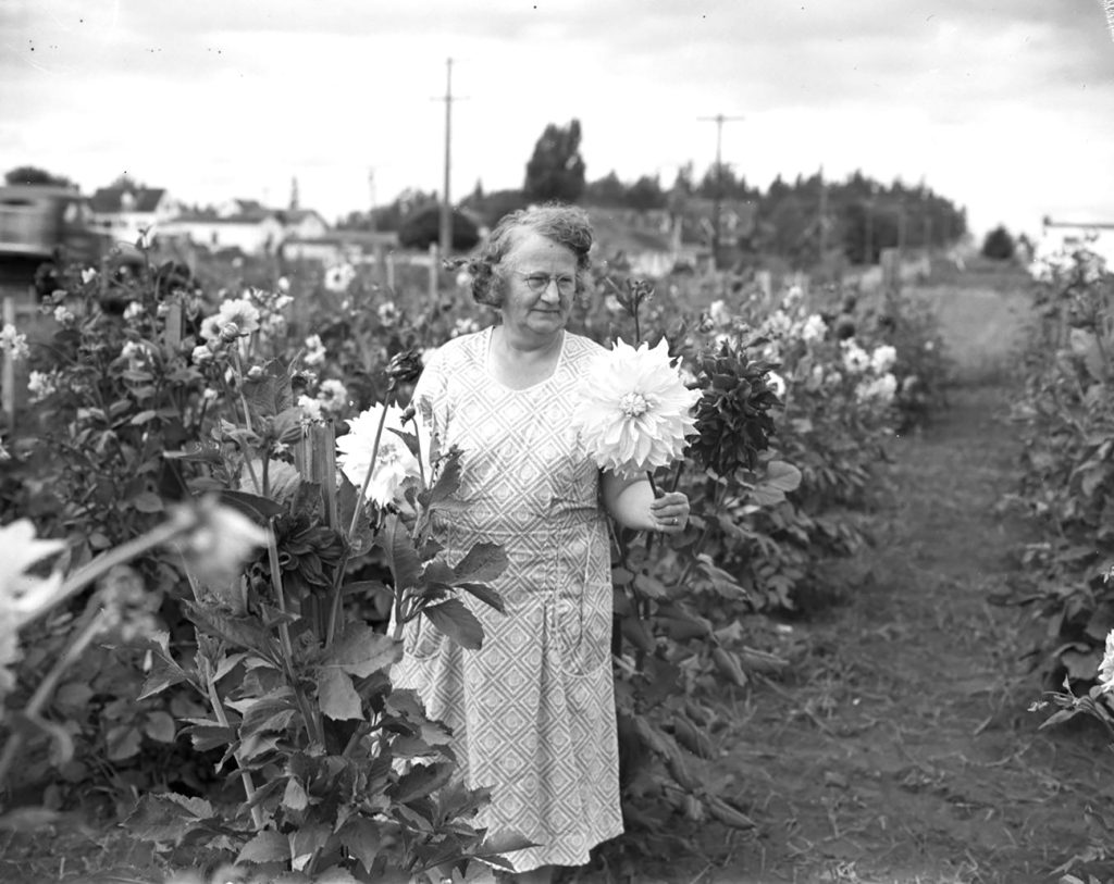 WHEN COAL WAS KING: Mrs. Gene Haney showing off her Dahlias : VOICE of ...